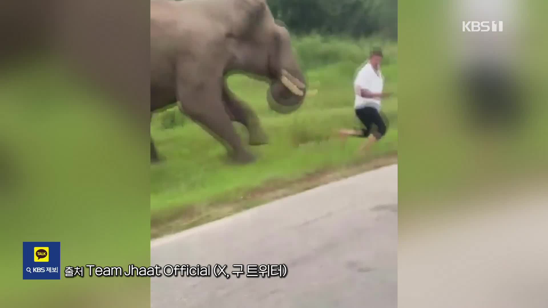 인증샷이 뭐길래…놀란 코끼리에 짓밟힐 뻔한 관광객 [잇슈 SNS] | TVING